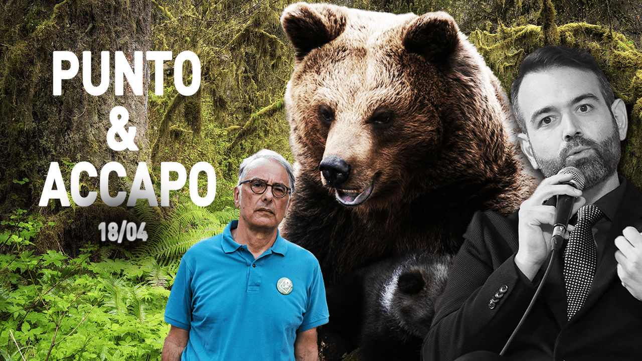 Catturata l'orsa Jj4, potrebbe essere abbattuta presto ma è inutile ...